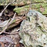 Wild Tamarind Trail, Florida - 230 Reviews, Map | AllTrails