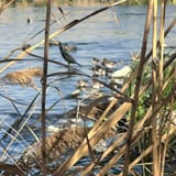 Wetlands Duck Creek, Coyote Howl, and Quail Run Trail, Nevada - 313 ...