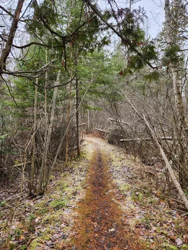 Rifle River Recreation Area: de beste routes om te wandelen | AllTrails