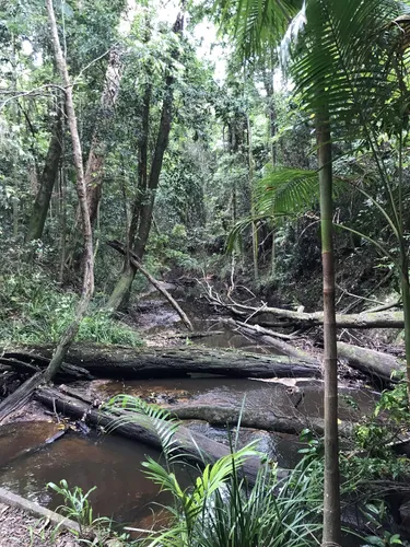 Best Trail Running Trails in Yurol State Forest | AllTrails