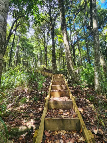 Best Hikes and Trails in Pukenui Conservation Area | AllTrails