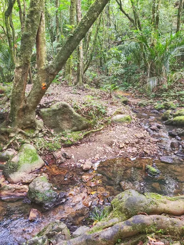 Best Hikes and Trails in Pukenui Conservation Area | AllTrails