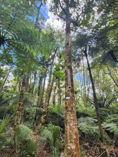 Best Hikes and Trails in Pukenui Conservation Area | AllTrails