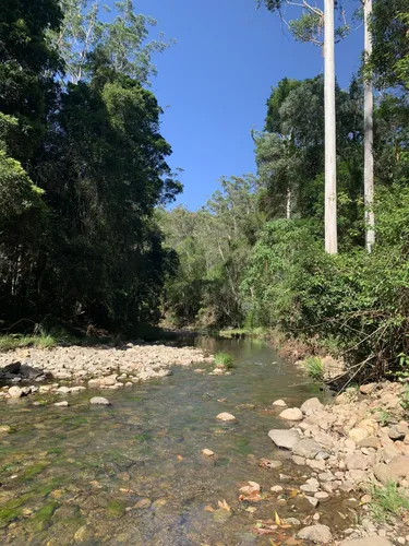 Best Moderate Trails in Numinbah Valley | AllTrails