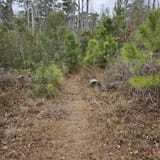 Neusiok Trail Northern Half, North Carolina - 153 Reviews, Map | AllTrails
