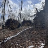 Persimmon Ridge Park Loop, Tennessee - 579 Reviews, Map | AllTrails