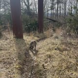 Persimmon Ridge Park Loop, Tennessee - 579 Reviews, Map | AllTrails