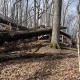 Persimmon Ridge Park Loop, Tennessee - 579 Reviews, Map | AllTrails