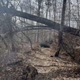 Persimmon Ridge Park Loop, Tennessee - 579 Reviews, Map | AllTrails