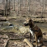 Persimmon Ridge Park Loop, Tennessee - 579 Reviews, Map | AllTrails