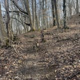 Persimmon Ridge Park Loop, Tennessee - 579 Reviews, Map | AllTrails