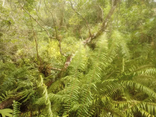 Best Hikes and Trails in Fern Forest Nature Center | AllTrails