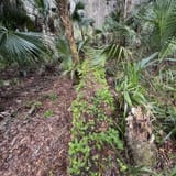 Daubenmire Trail, Florida - 629 Reviews, Map | AllTrails
