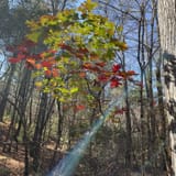 Lake Blue Ridge Campground Trail , Georgia - 577 Reviews, Map | AllTrails
