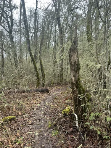 Best Wild Flowers Trails in Alvadore | AllTrails