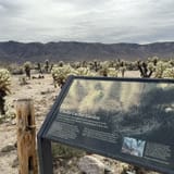 Cholla Cactus Garden, California - 2,074 Reviews, Map | AllTrails