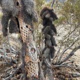 Cholla Cactus Garden, California - 2,074 Reviews, Map | AllTrails