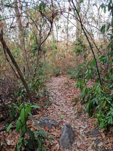 Best Camping Trails in Si Racha | AllTrails