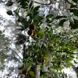 Doris Leeper Trail, Florida - 566 Reviews, Map | AllTrails