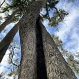 Doris Leeper Trail, Florida - 566 Reviews, Map | AllTrails