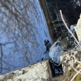 Cato's Ridge, Massachusetts - 476 Reviews, Map | AllTrails