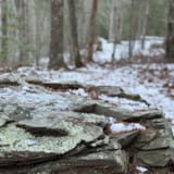 Cato's Ridge, Massachusetts - 476 Reviews, Map | AllTrails