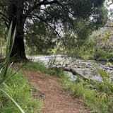 Nikau Walk and Kaniwhaniwha Cave, Waikato, New Zealand - 230 Reviews ...