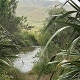 Nikau Walk and Kaniwhaniwha Cave, Waikato, New Zealand - 230 Reviews ...