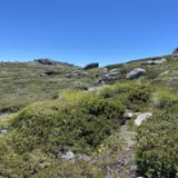 Hannels Spur Track, New South Wales, Australia - 35 Reviews, Map | AllTrails