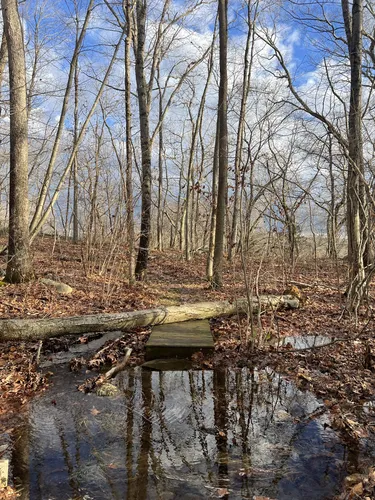 Best Hikes and Trails in Webb Mountain Discovery Zone | AllTrails