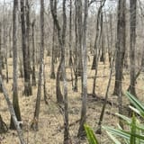 Torreya Trail, Florida - 438 Reviews, Map | AllTrails