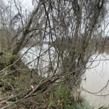 Torreya Trail, Florida - 394 Reviews, Map | AllTrails