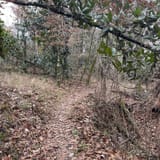 Torreya Trail, Florida - 394 Reviews, Map | AllTrails