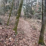 Torreya Trail, Florida - 394 Reviews, Map | AllTrails