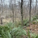 Torreya Trail, Florida - 394 Reviews, Map | AllTrails