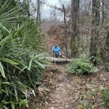 Torreya Trail, Florida - 438 Reviews, Map | AllTrails