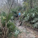 Torreya Trail, Florida - 438 Reviews, Map | AllTrails