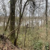 Torreya Trail, Florida - 438 Reviews, Map | AllTrails