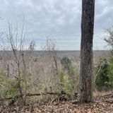 Torreya Trail, Florida - 438 Reviews, Map | AllTrails