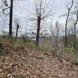 Torreya Trail, Florida - 438 Reviews, Map | AllTrails