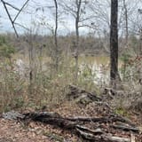 Torreya Trail, Florida - 400 Reviews, Map | AllTrails