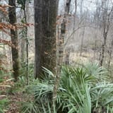 Torreya Trail, Florida - 400 Reviews, Map | AllTrails