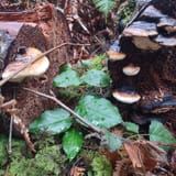 Nolte State Park Deep Lake, Washington - 593 Reviews, Map | AllTrails