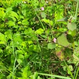 Myron and Helen Gibbons Nature Preserve Loop, Florida - 234 Reviews ...