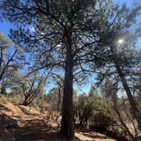 Carlito Springs Loop, New Mexico - 462 Reviews, Map | AllTrails