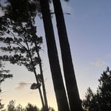 Lost Pines Trail, Texas - 671 Reviews, Map | AllTrails