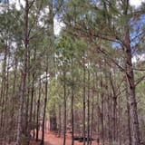 Lost Pines Trail, Texas - 671 Reviews, Map | AllTrails
