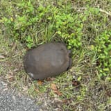 Brevard Zoo Linear Park Trail, Florida - 831 Reviews, Map | AllTrails