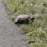 Brevard Zoo Linear Park Trail, Florida - 831 Reviews, Map | AllTrails