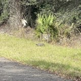 Brevard Zoo Linear Park Trail, Florida - 831 Reviews, Map | AllTrails